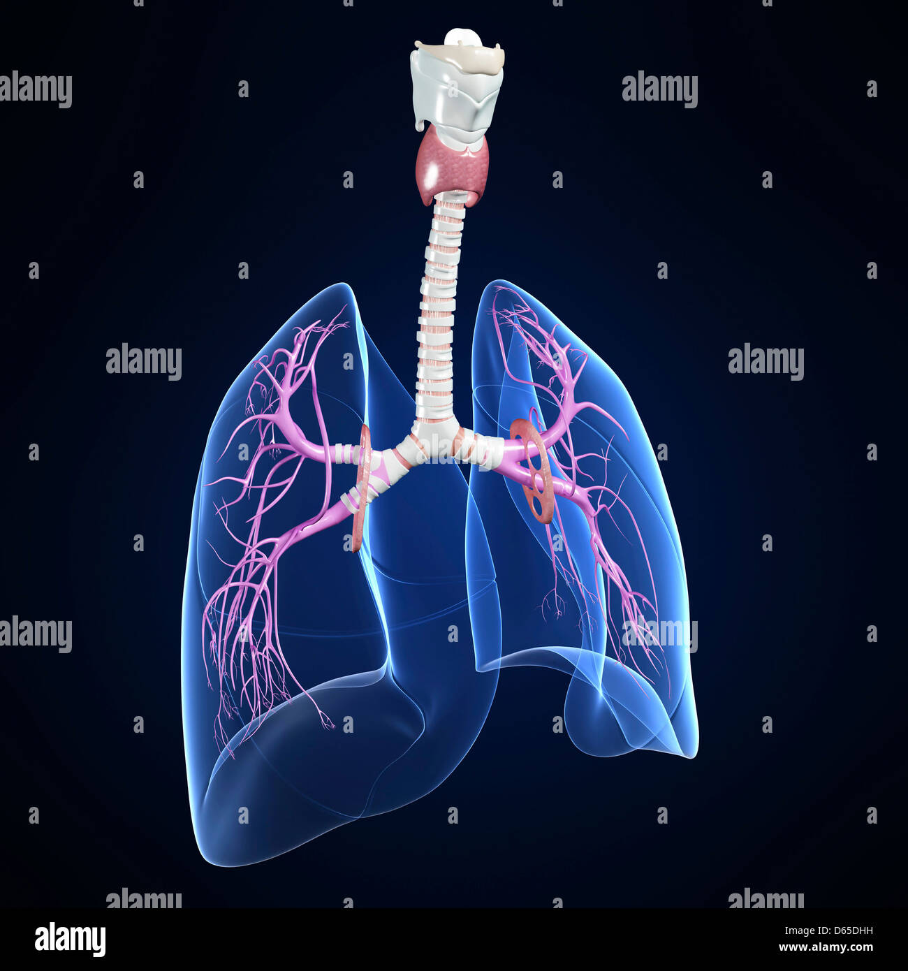 respiratory system, artwork Stock Photo - Alamy