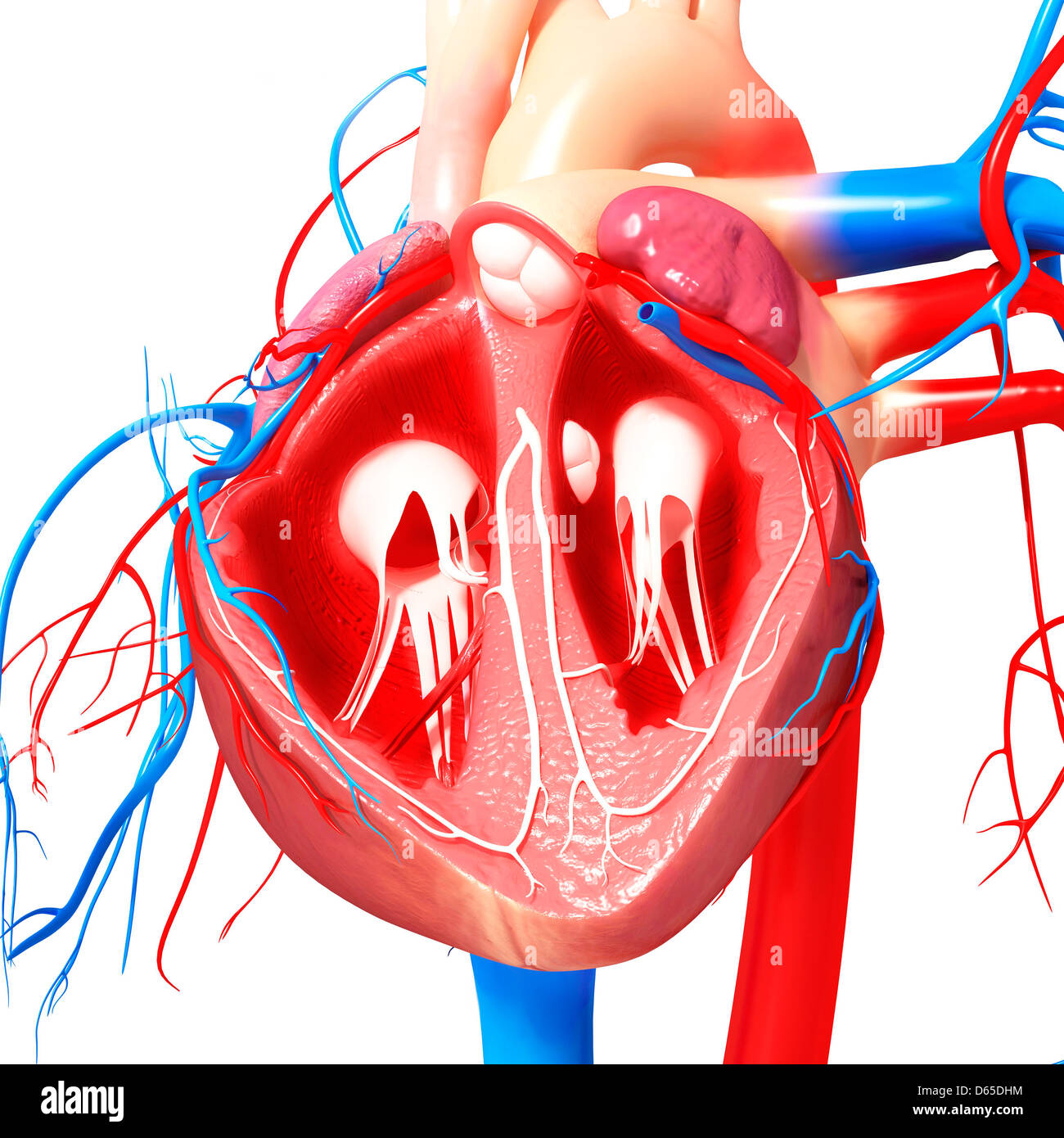 Cross Section Of The Heart High Resolution Stock Photography and Images ...
