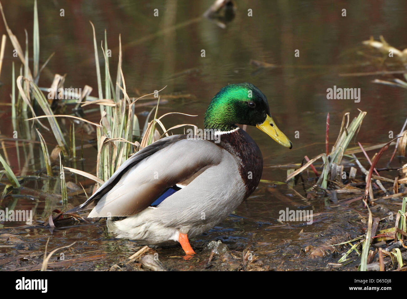 Mallard male colours hi-res stock photography and images - Alamy