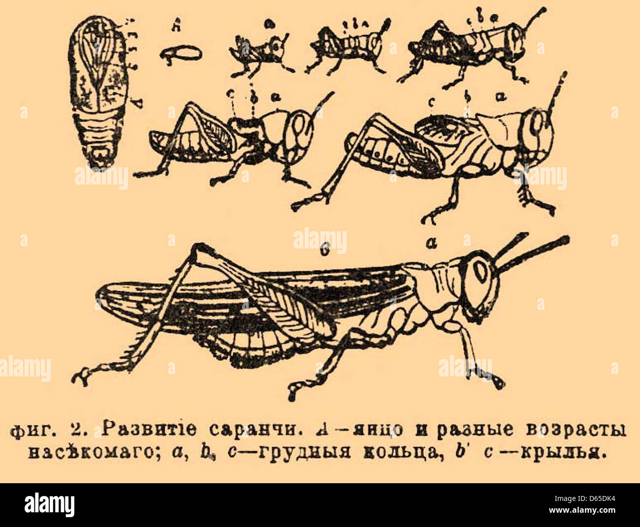 This illustration from the Brockhaus and Efron Encyclopedic Dictionary ...