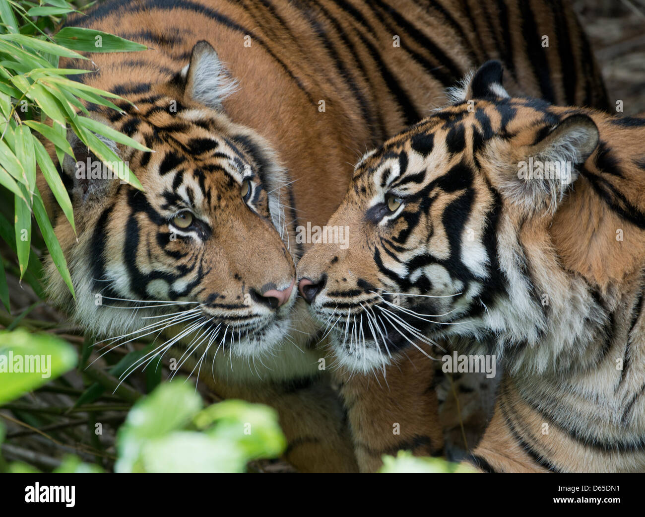 Two Baby Tigers Stock Photos & Two Baby Tigers Stock Images - Alamy