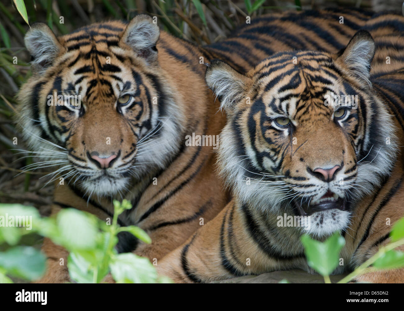 Two Baby Tigers Stock Photos & Two Baby Tigers Stock Images - Alamy