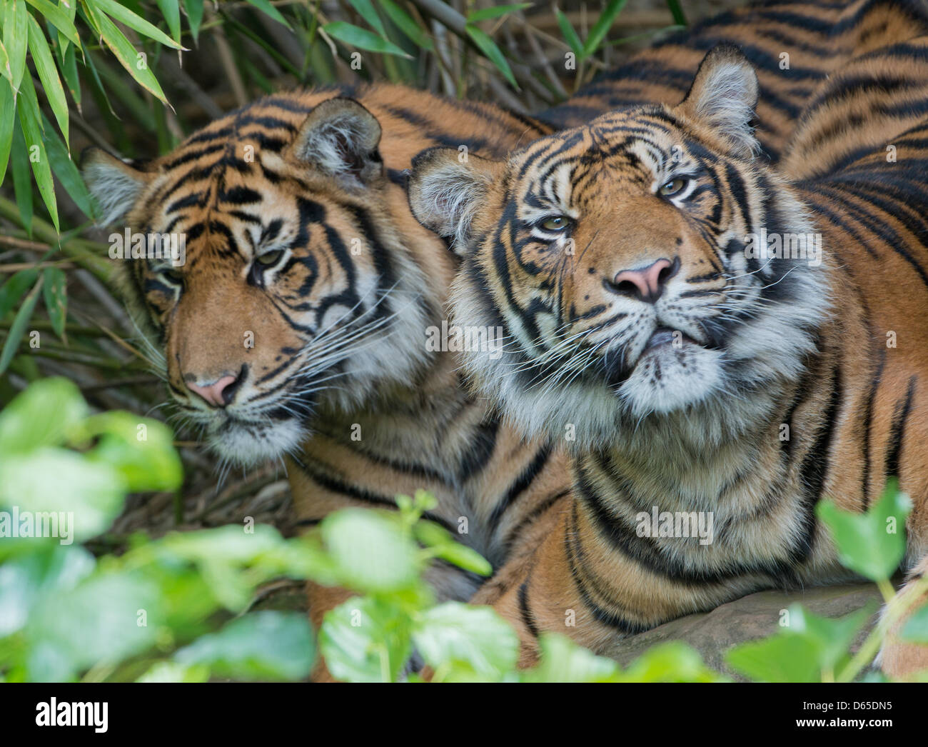 Sumatran Tiger Images