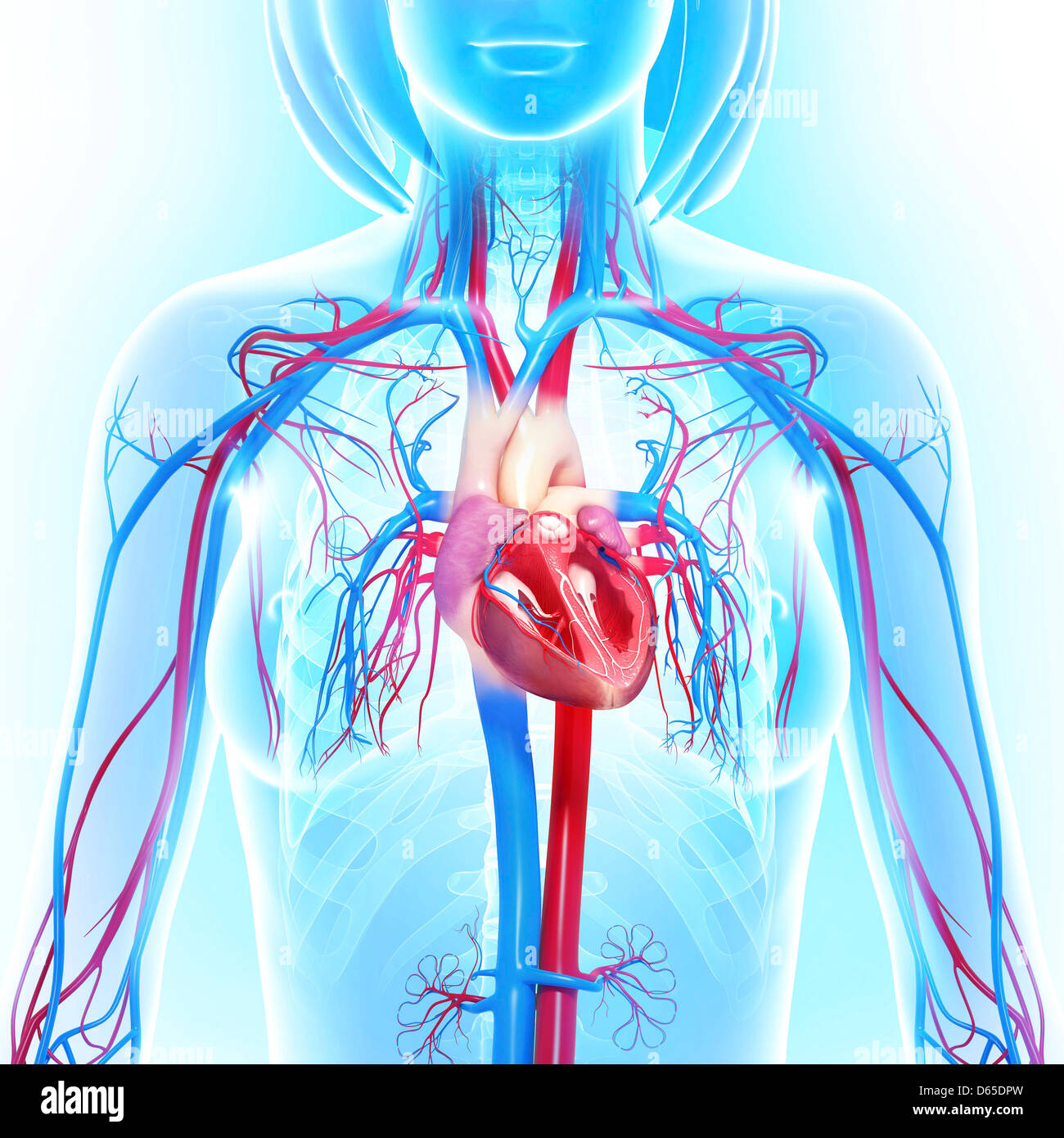 Female cardiovascular system, artwork Stock Photo - Alamy