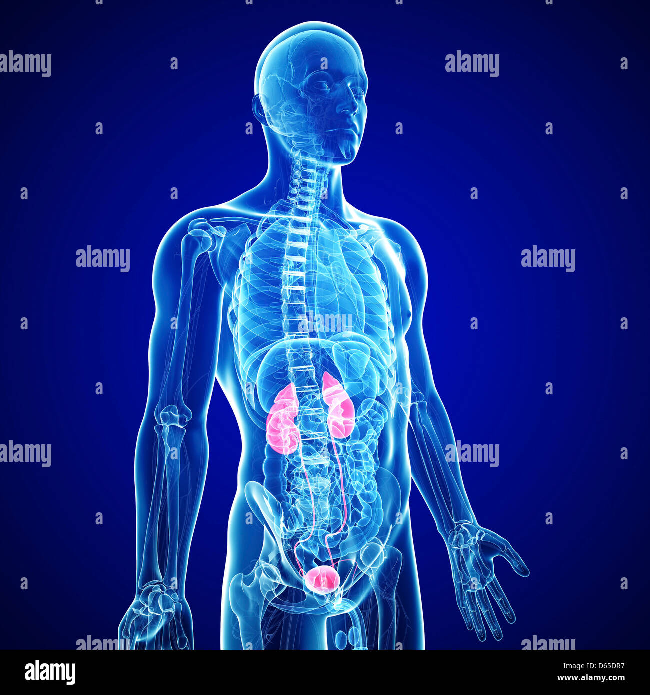 Male urinary system, artwork Stock Photo - Alamy