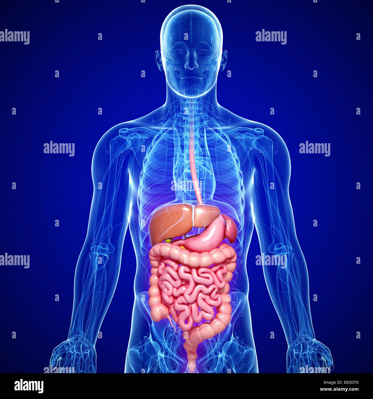 Male digestive system, artwork Stock Photo - Alamy