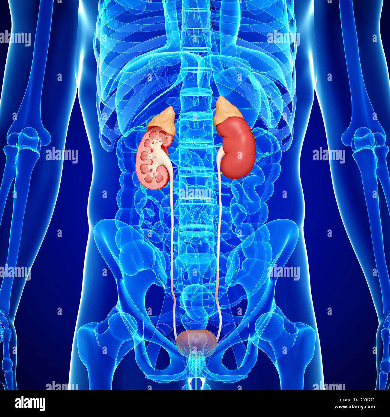 Urinary System Stock Photos & Urinary System Stock Images - Alamy