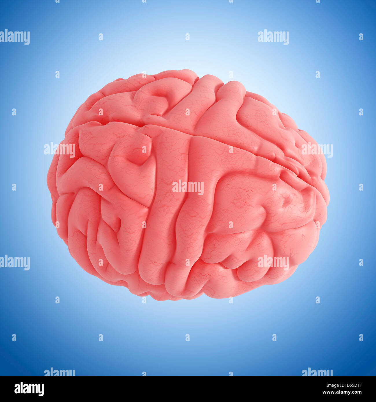 Human brain, artwork Stock Photo - Alamy