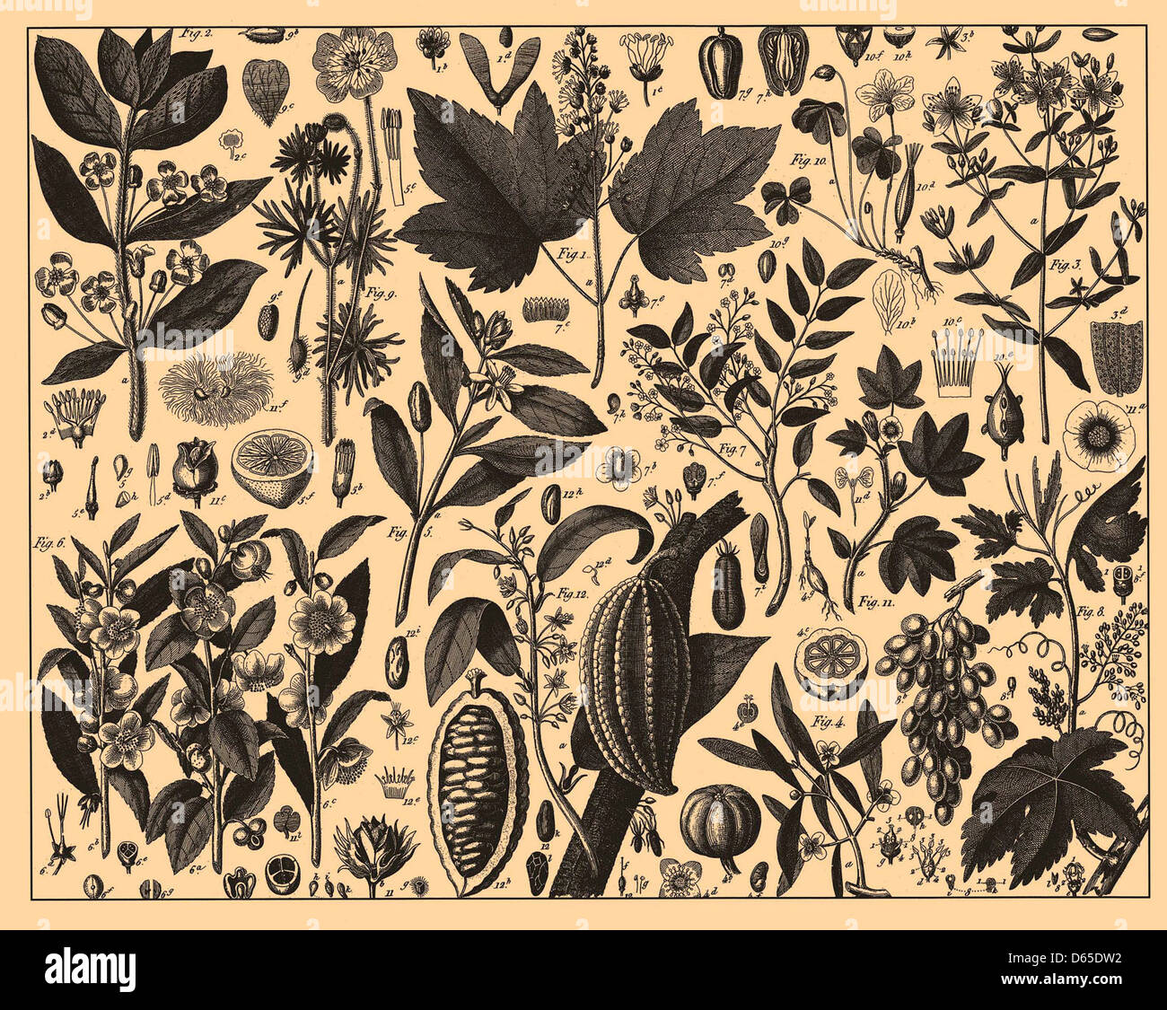 This image comes from the Brockhaus and Efron Encyclopedic Dictionary ...