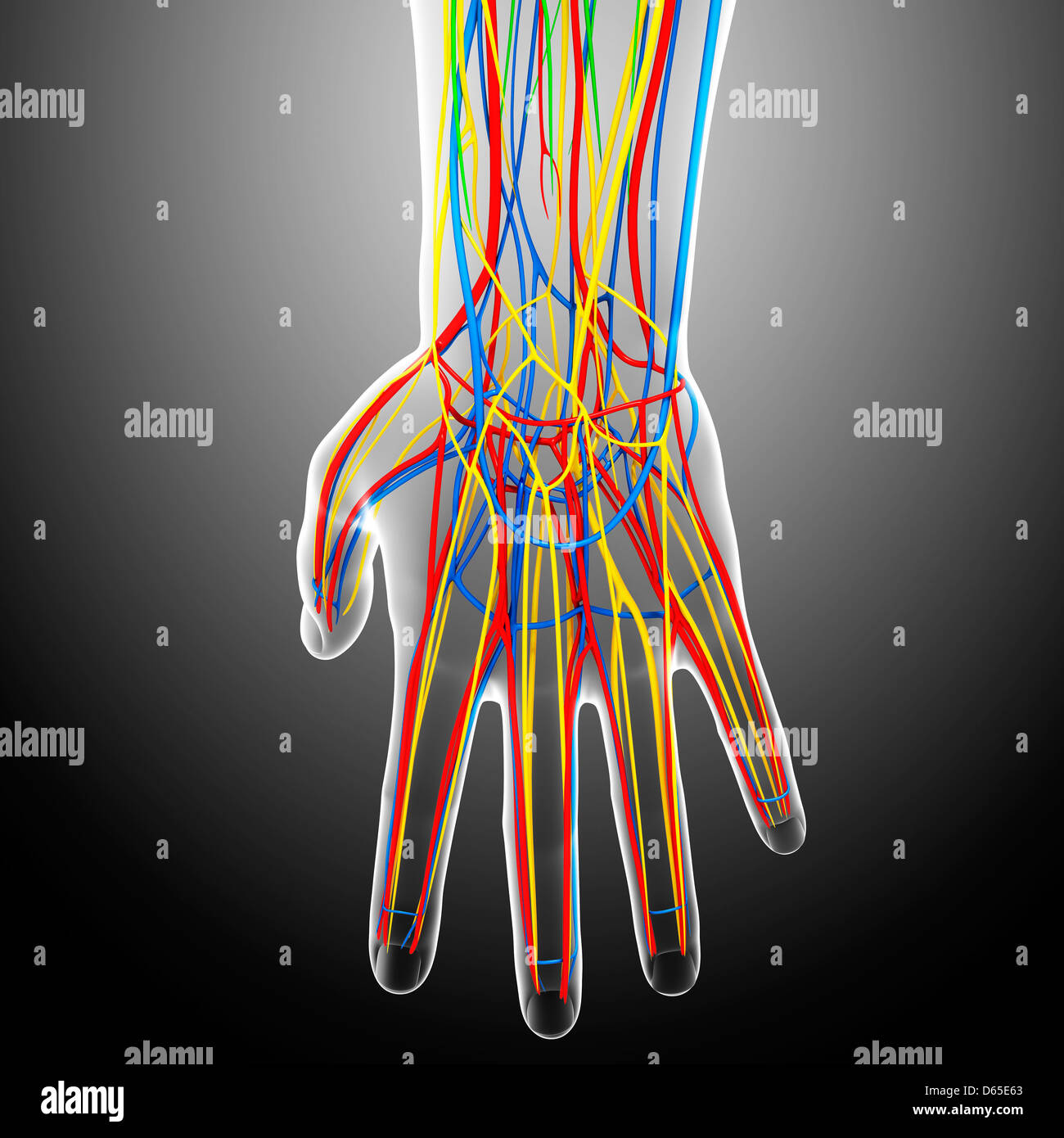 Human Vascular System Hand High Resolution Stock Photography and Images ...