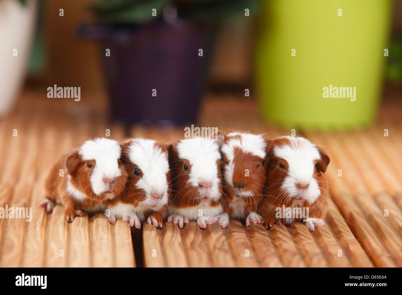 English Crested Guinea Pig, young, red-white, 4 days Stock Photo - Alamy
