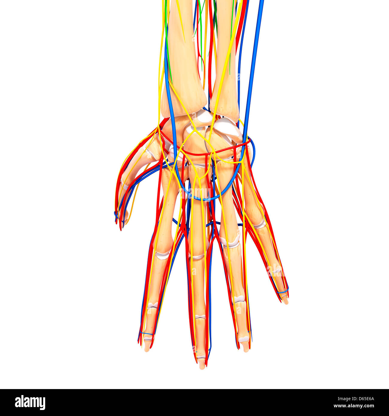 Hand anatomy, artwork Stock Photo - Alamy