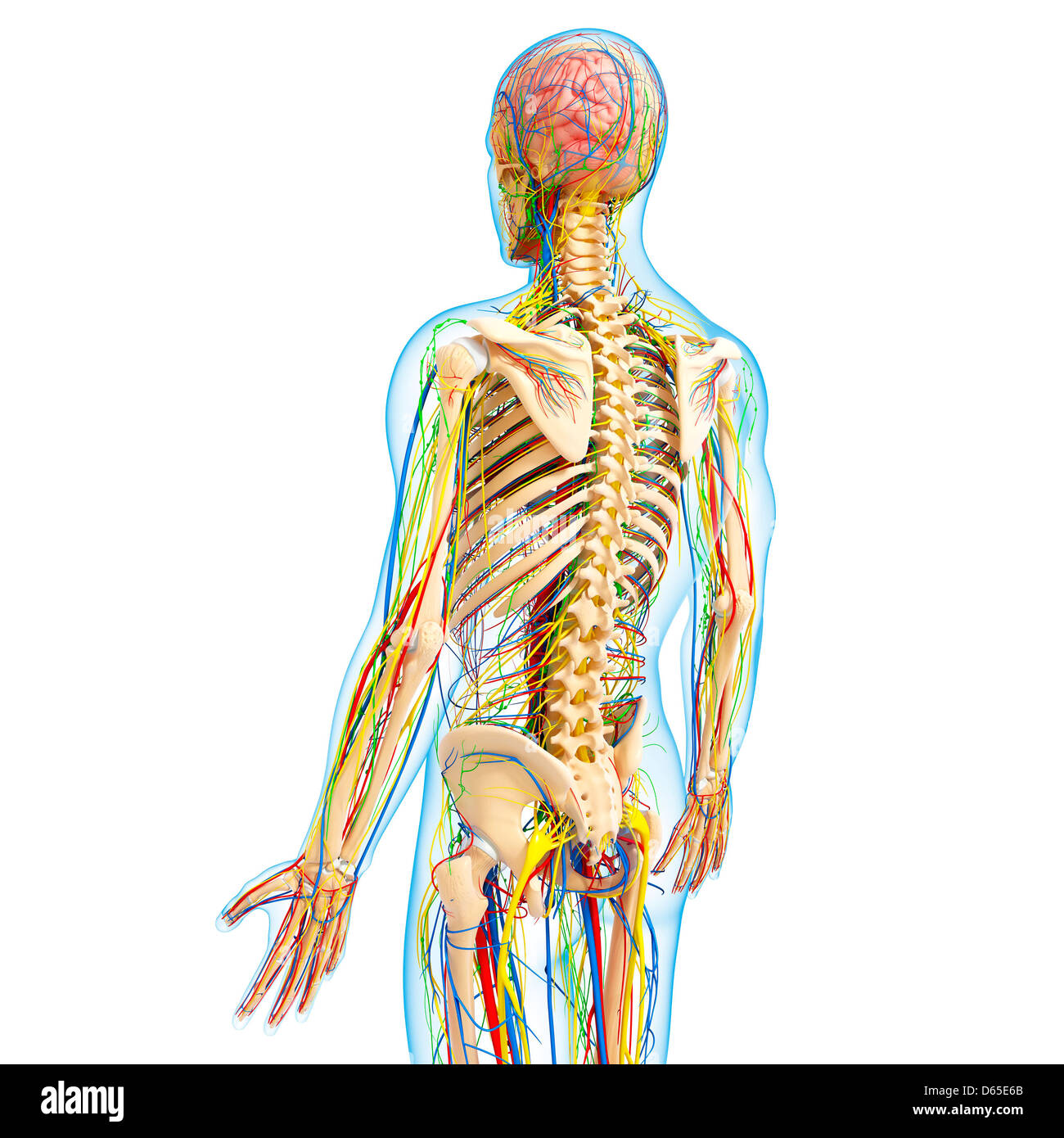 Human anatomy, artwork Stock Photo - Alamy