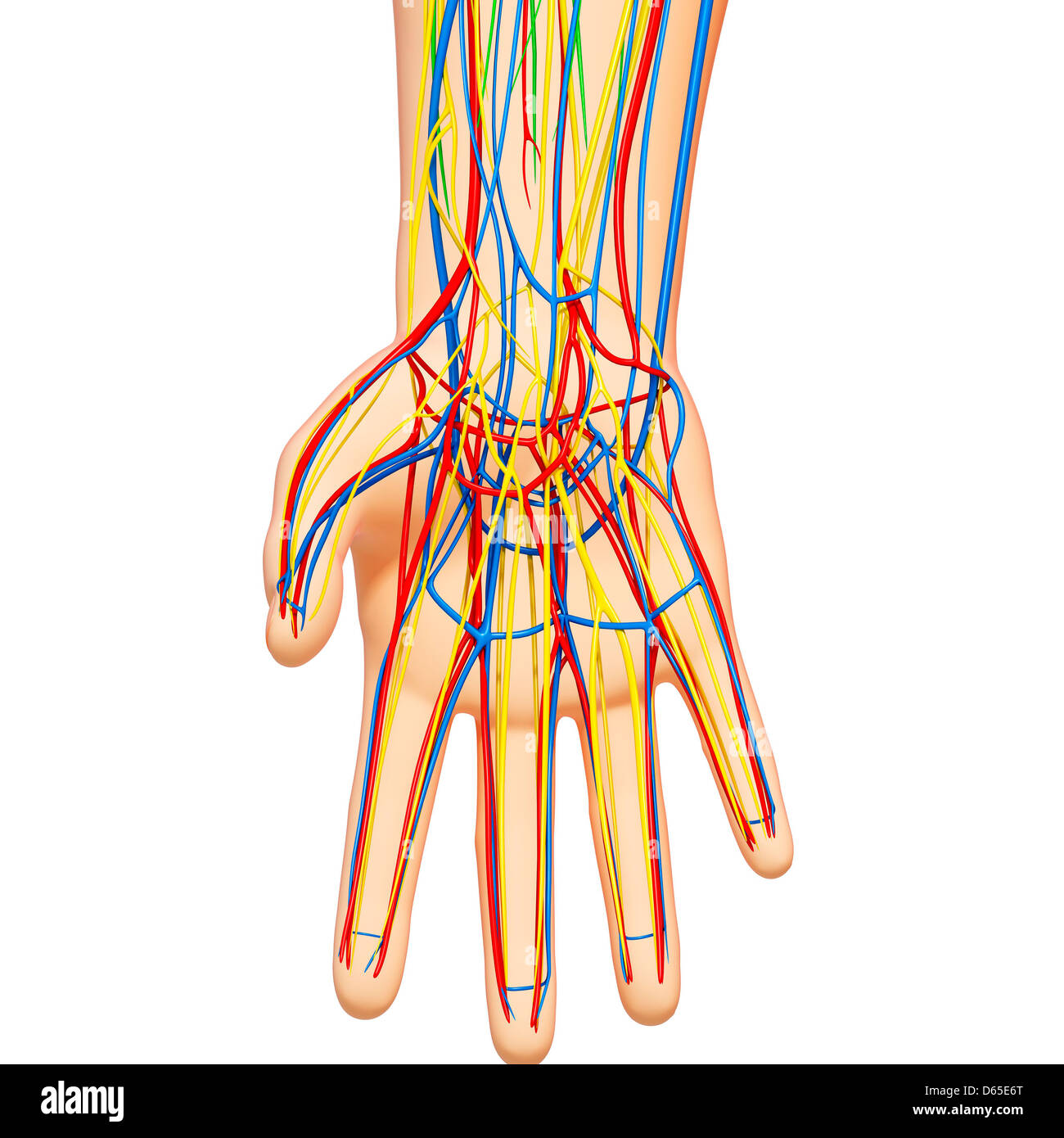 Hand anatomy, artwork Stock Photo - Alamy