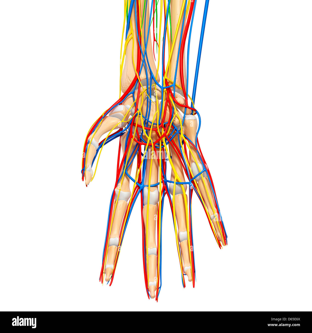 Hand anatomy, artwork Stock Photo - Alamy