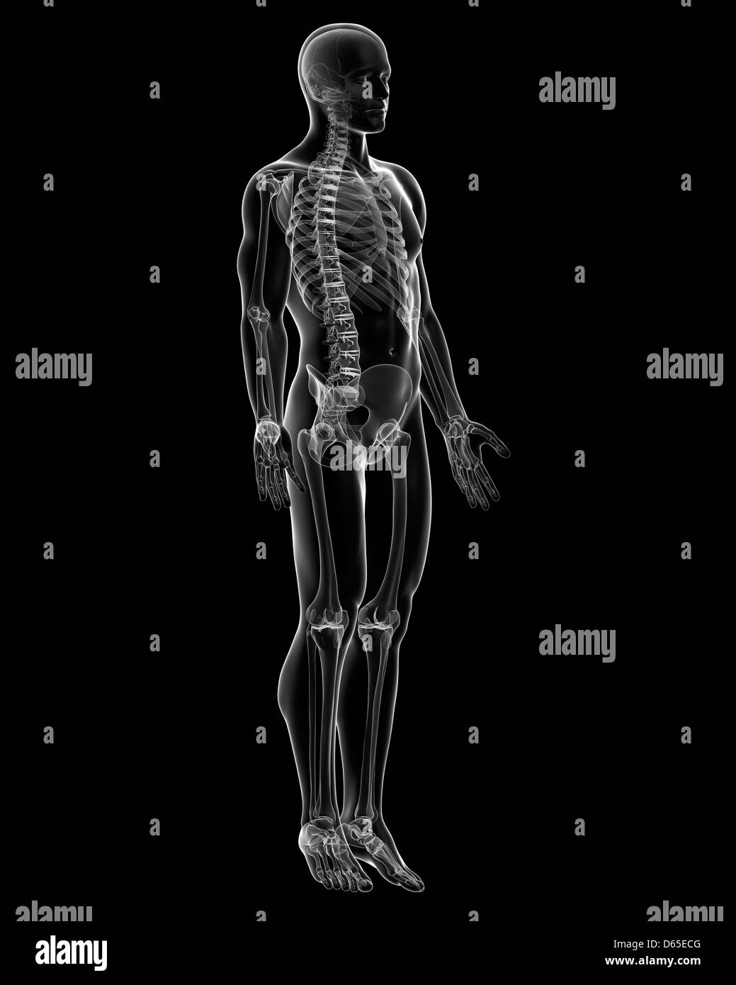 Male skeleton, artwork Stock Photo - Alamy