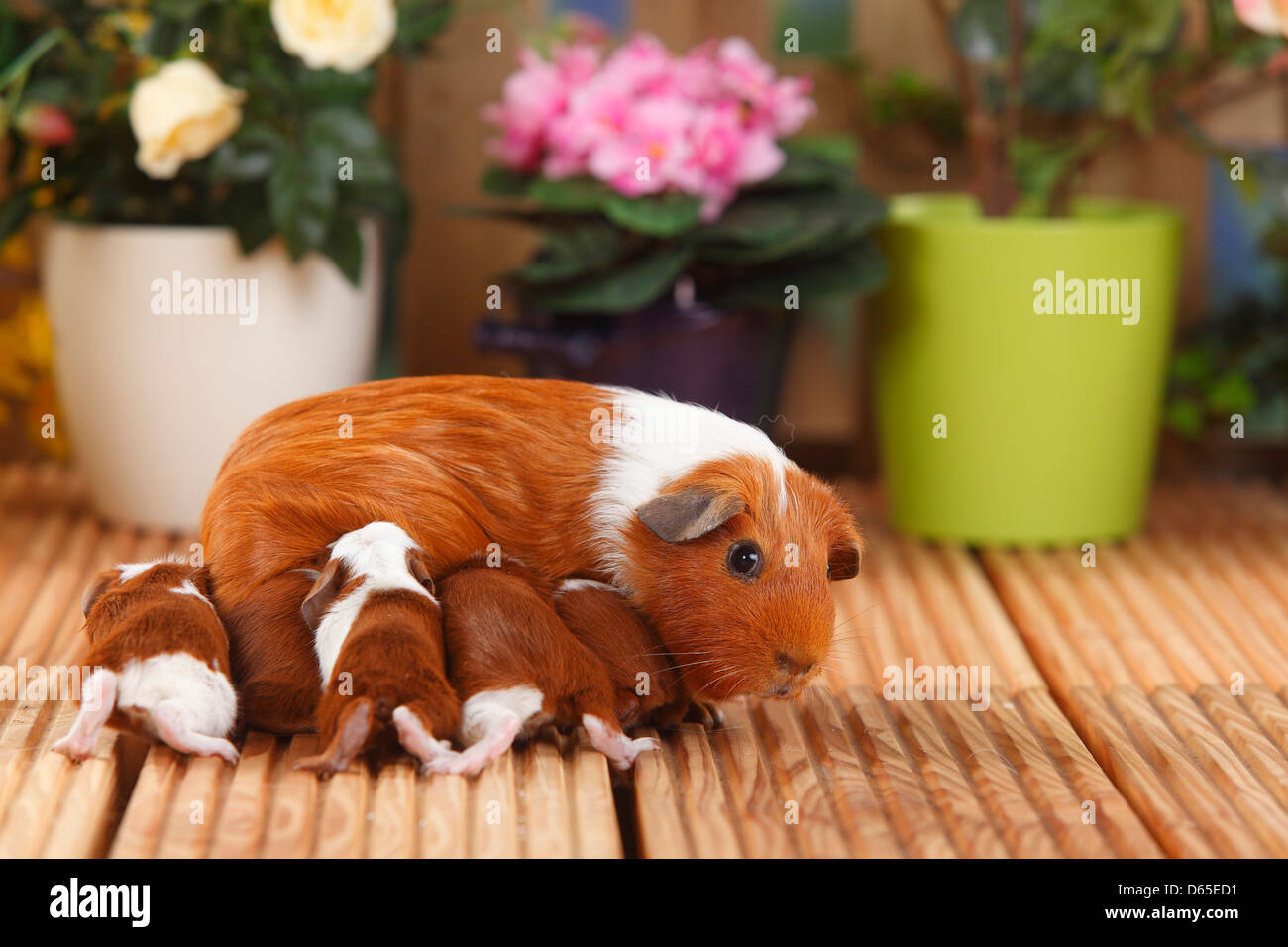 English crested guinea pig hi-res stock photography and images - Alamy