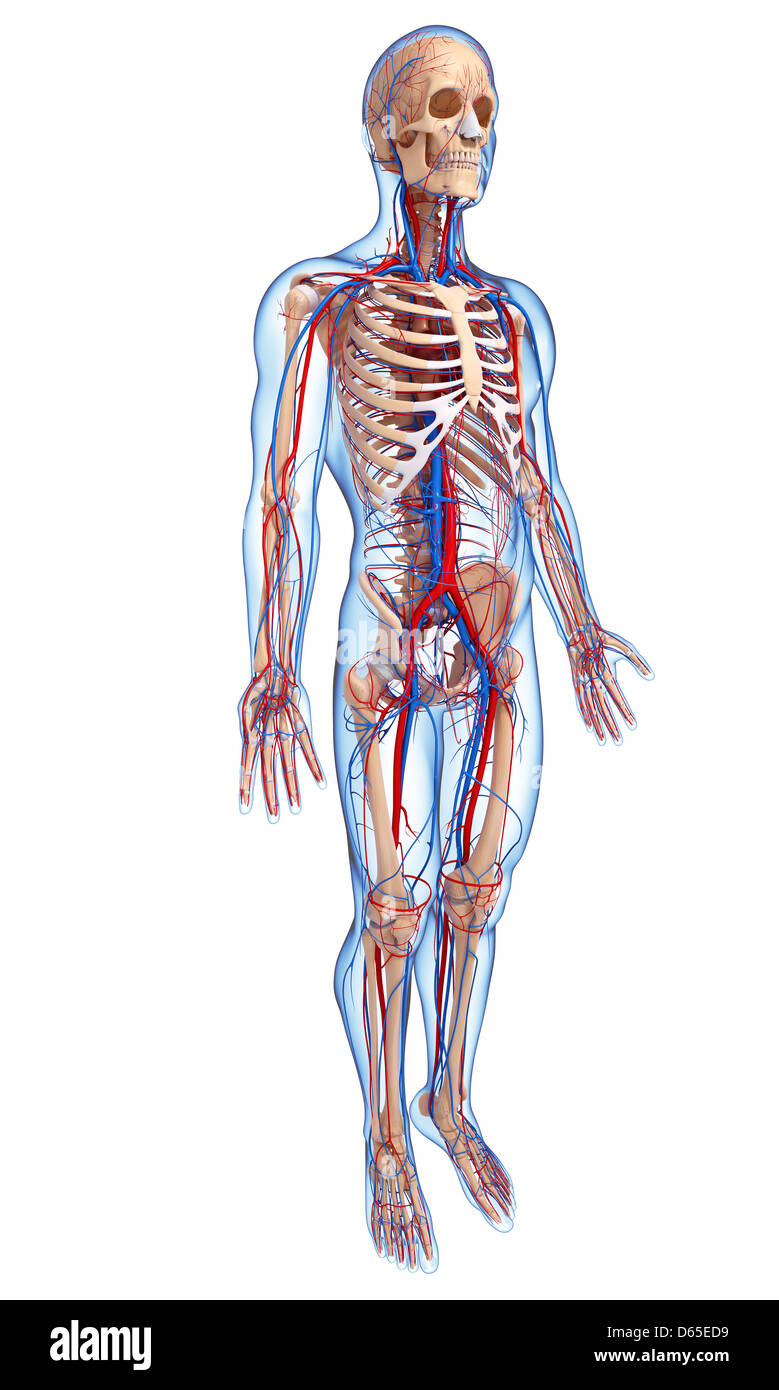 Cardiovascular system, artwork Stock Photo - Alamy