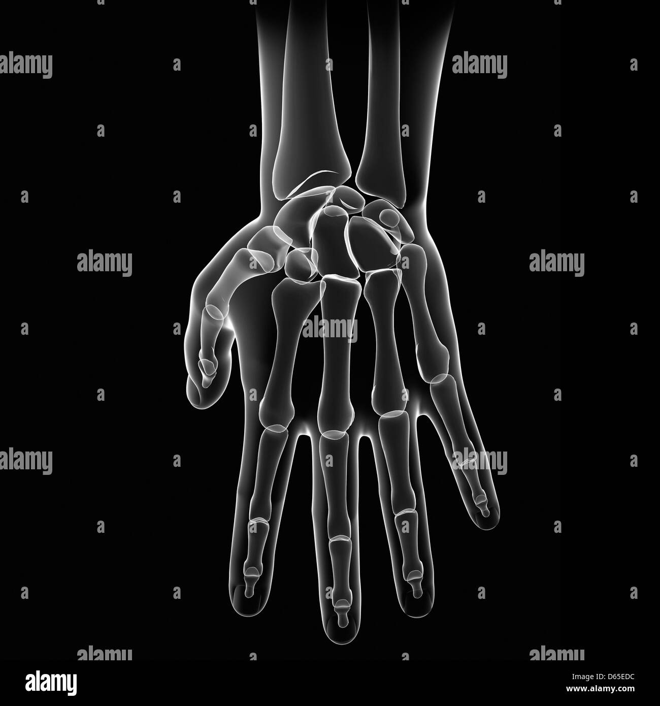Hand bones, artwork Stock Photo - Alamy
