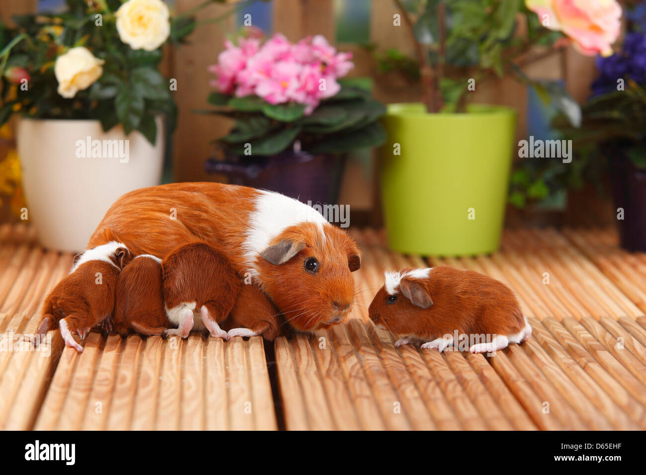 English Guinea Pig with youngs, English Crested Guinea Pig, red-white ...
