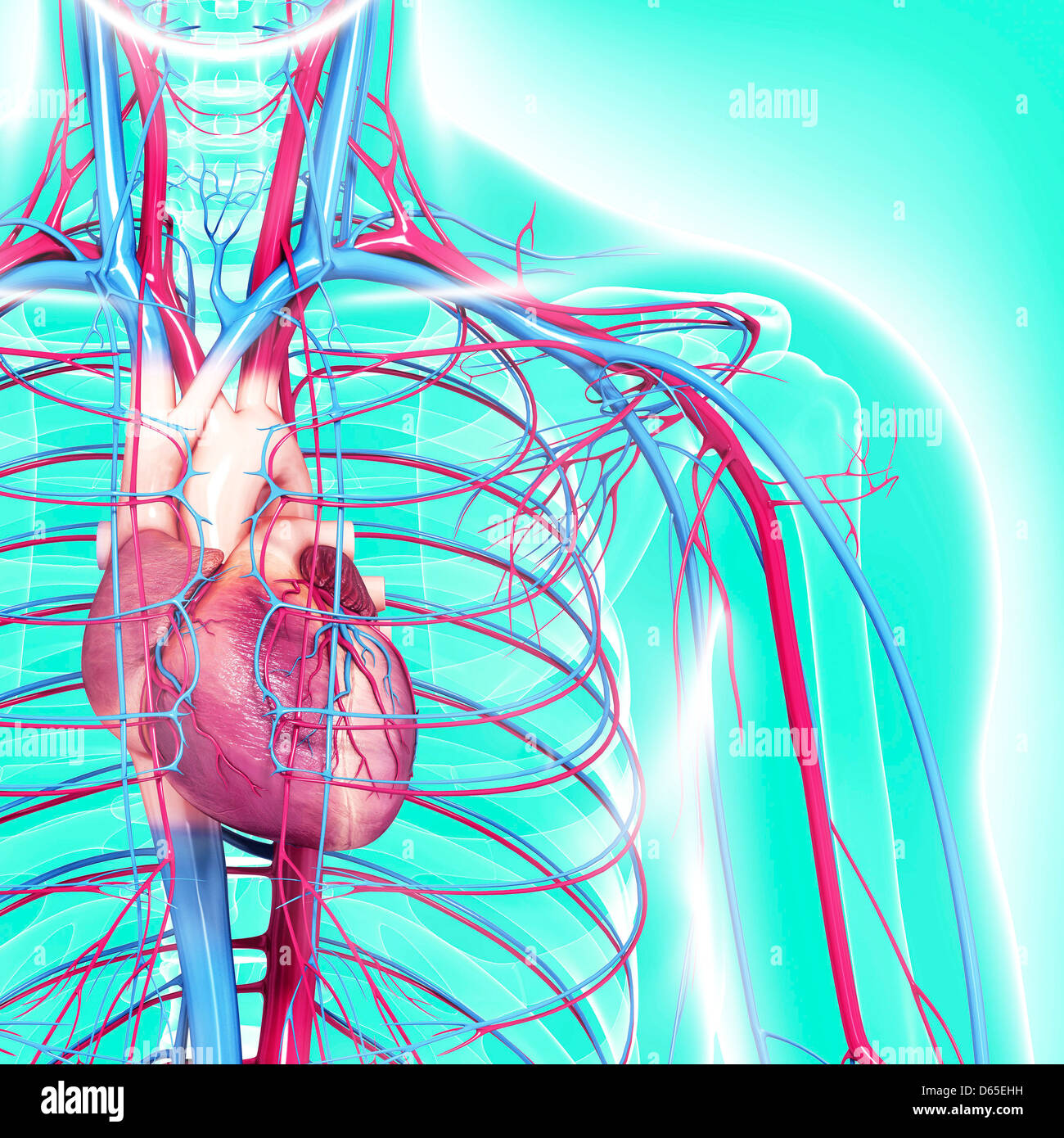 Cardiovascular system, artwork Stock Photo - Alamy