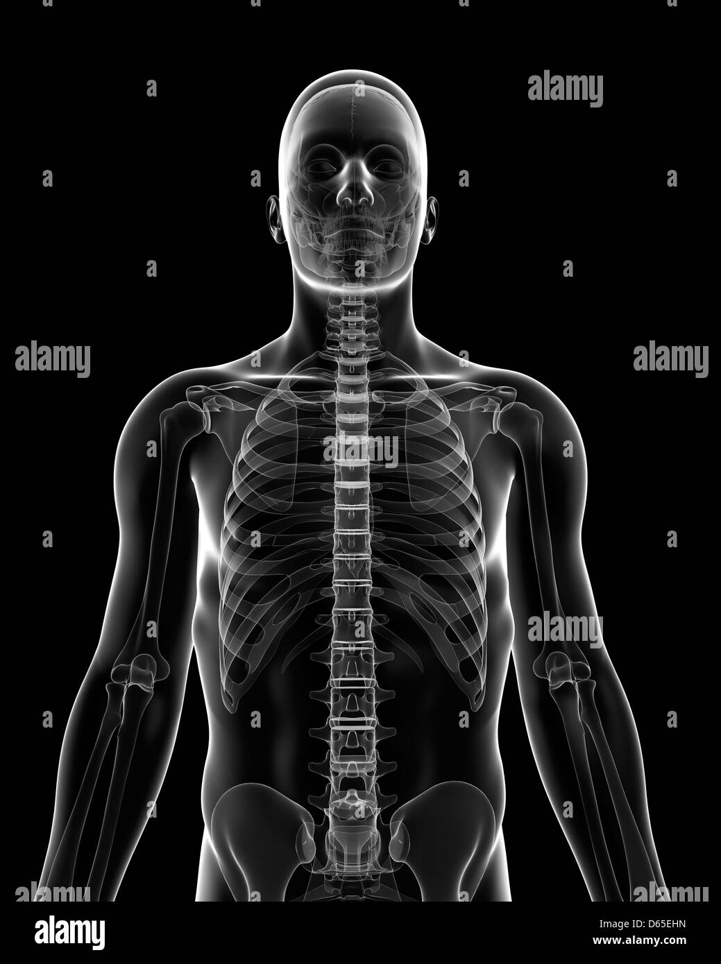 Male human skeleton hi-res stock photography and images - Alamy