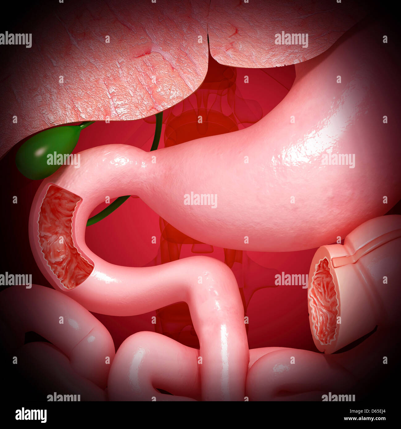 Healthy digestive system, artwork Stock Photo - Alamy