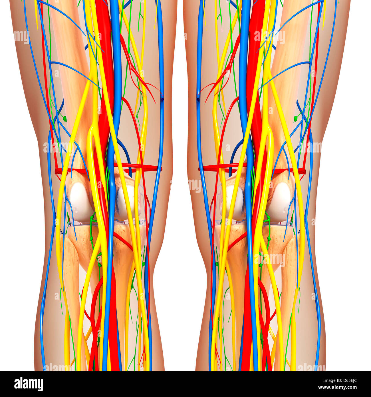 Blood supply knee hi-res stock photography and images - Alamy