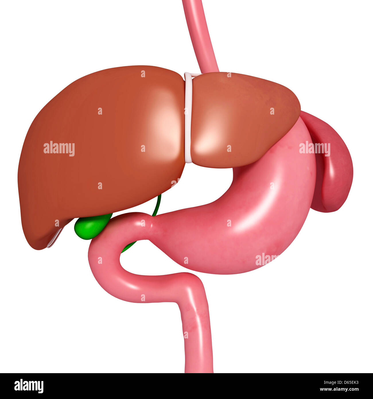 Digestive System Liver