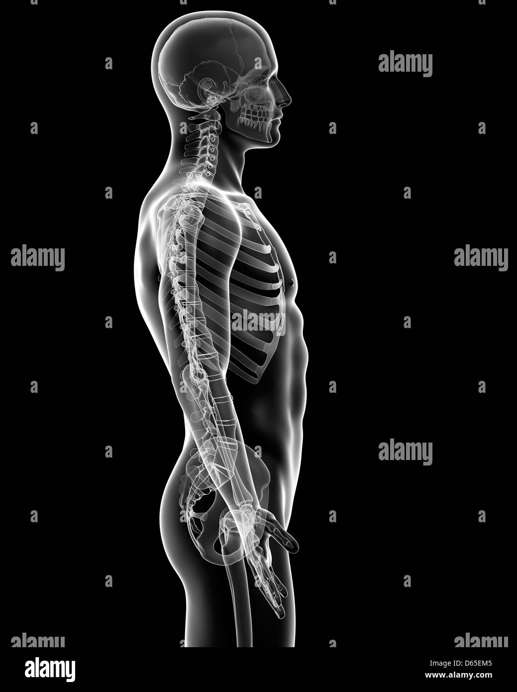 Male skeleton, artwork Stock Photo - Alamy