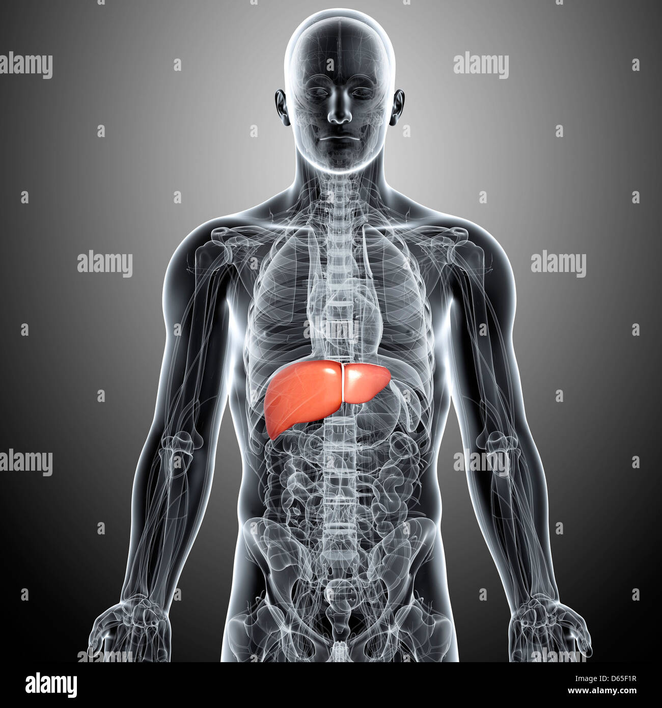 Liver hi-res stock photography and images - Alamy