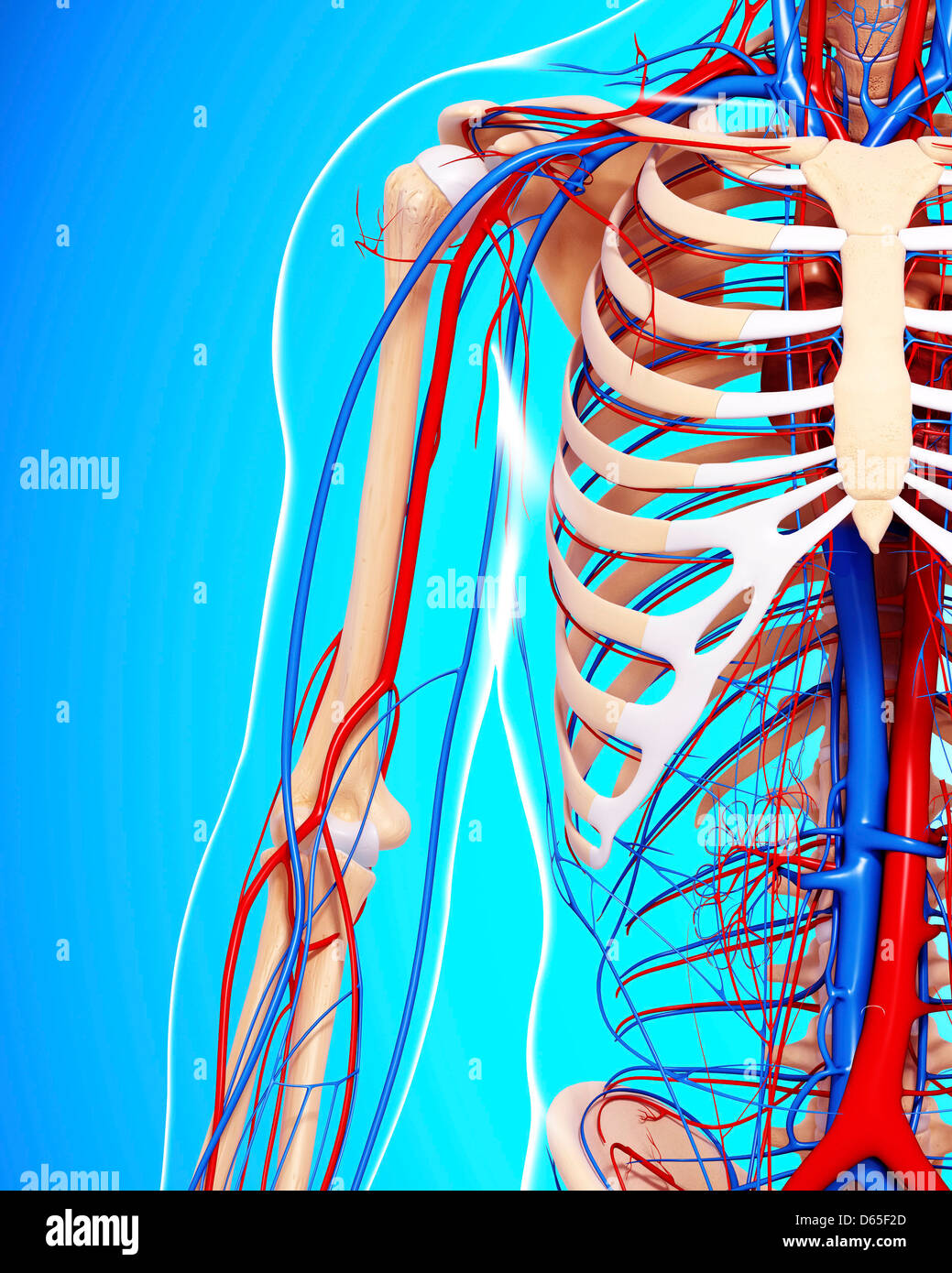 Upper body anatomy hi-res stock photography and images - Alamy