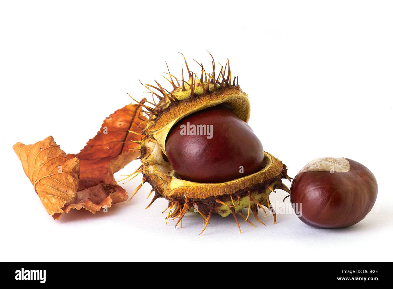 chestnut tree,horse chestnut,spikes Stock Photo - Alamy
