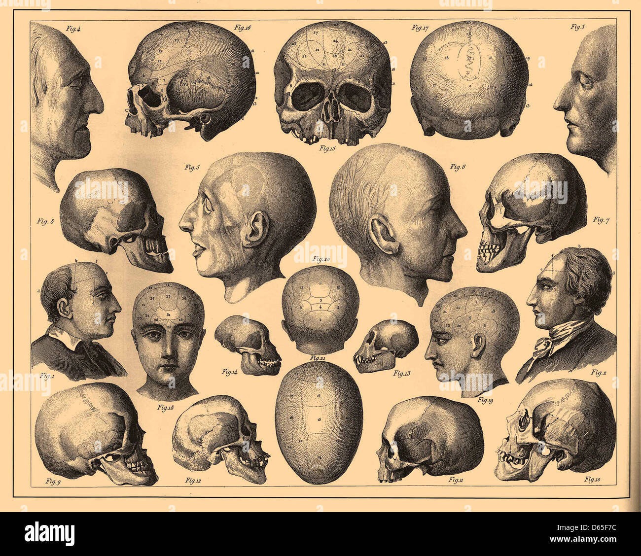 Phrenology head drawing hi-res stock photography and images - Alamy