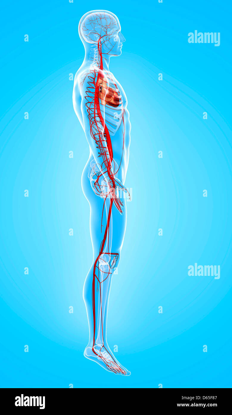 Human arteries, artwork Stock Photo - Alamy