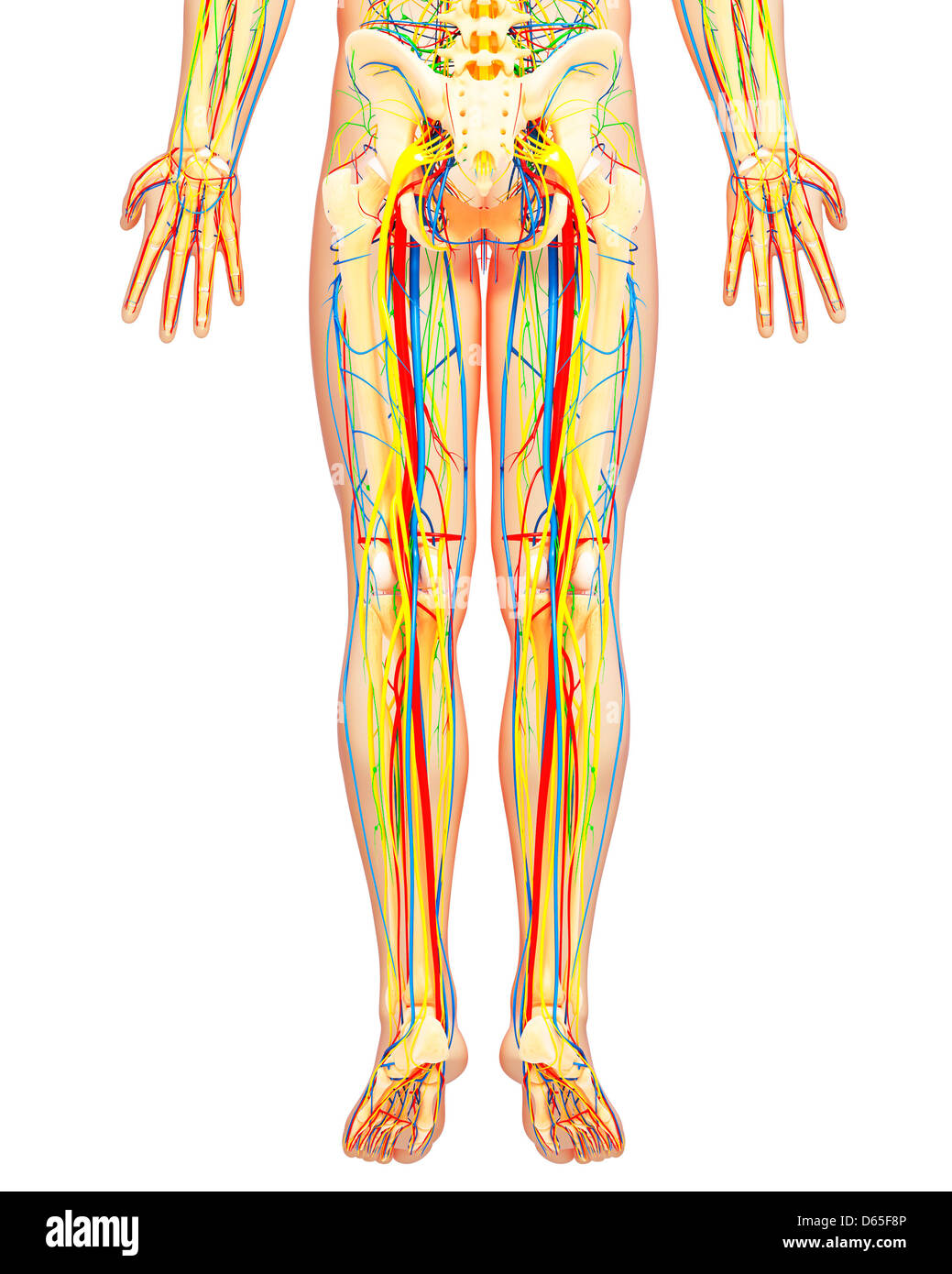 Lower body anatomy, artwork Stock Photo - Alamy