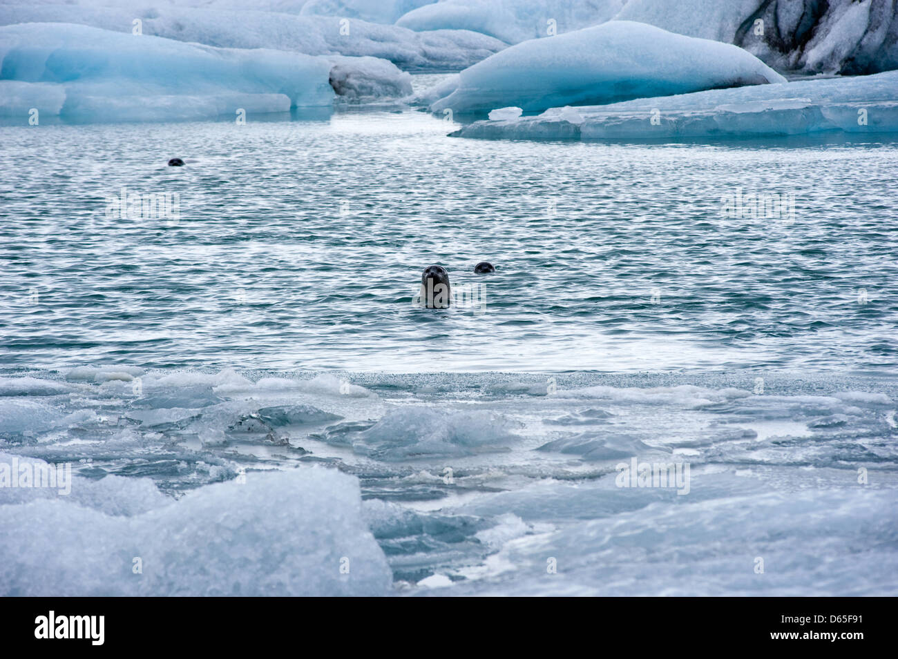 Blue icebergs floating in the jokulsarlon lagoon in Iceland in the ...