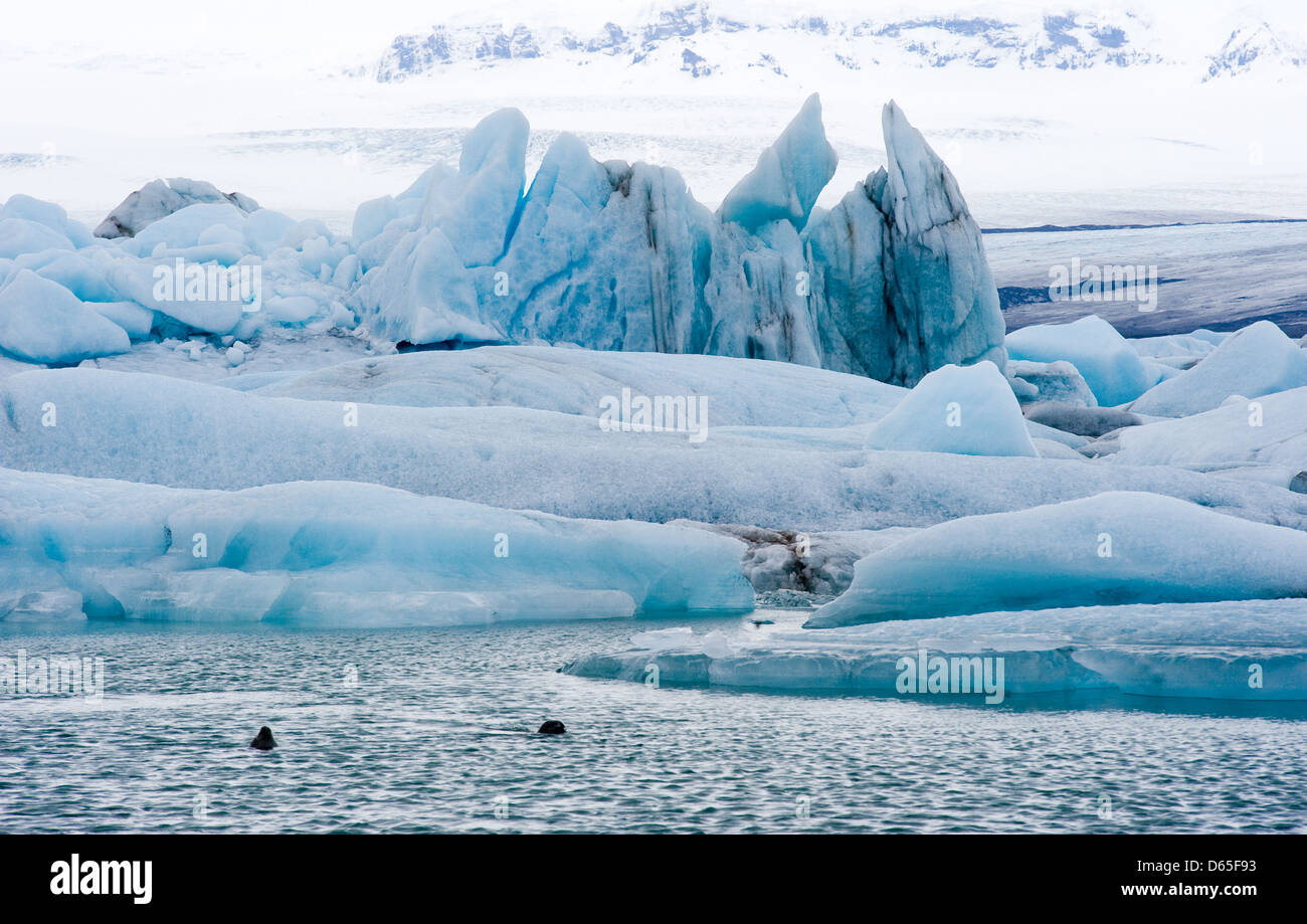 Blue icebergs floating in the jokulsarlon lagoon in Iceland in the ...