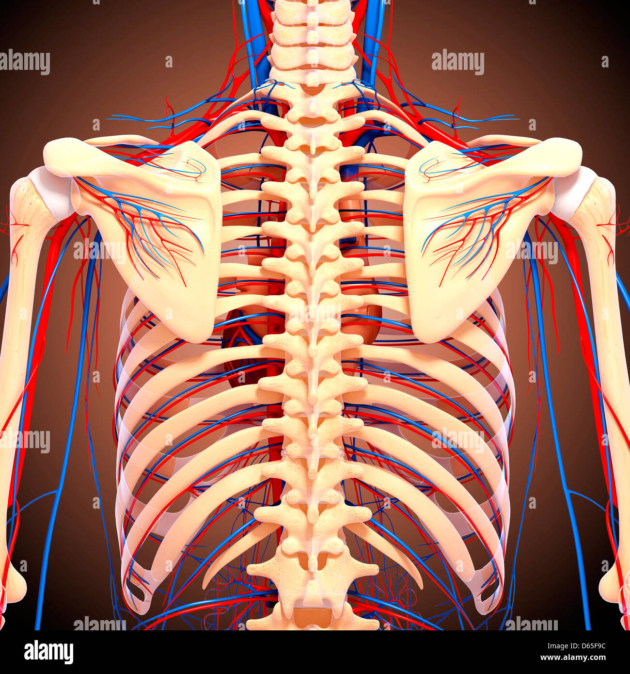 Back anatomy, artwork Stock Photo - Alamy