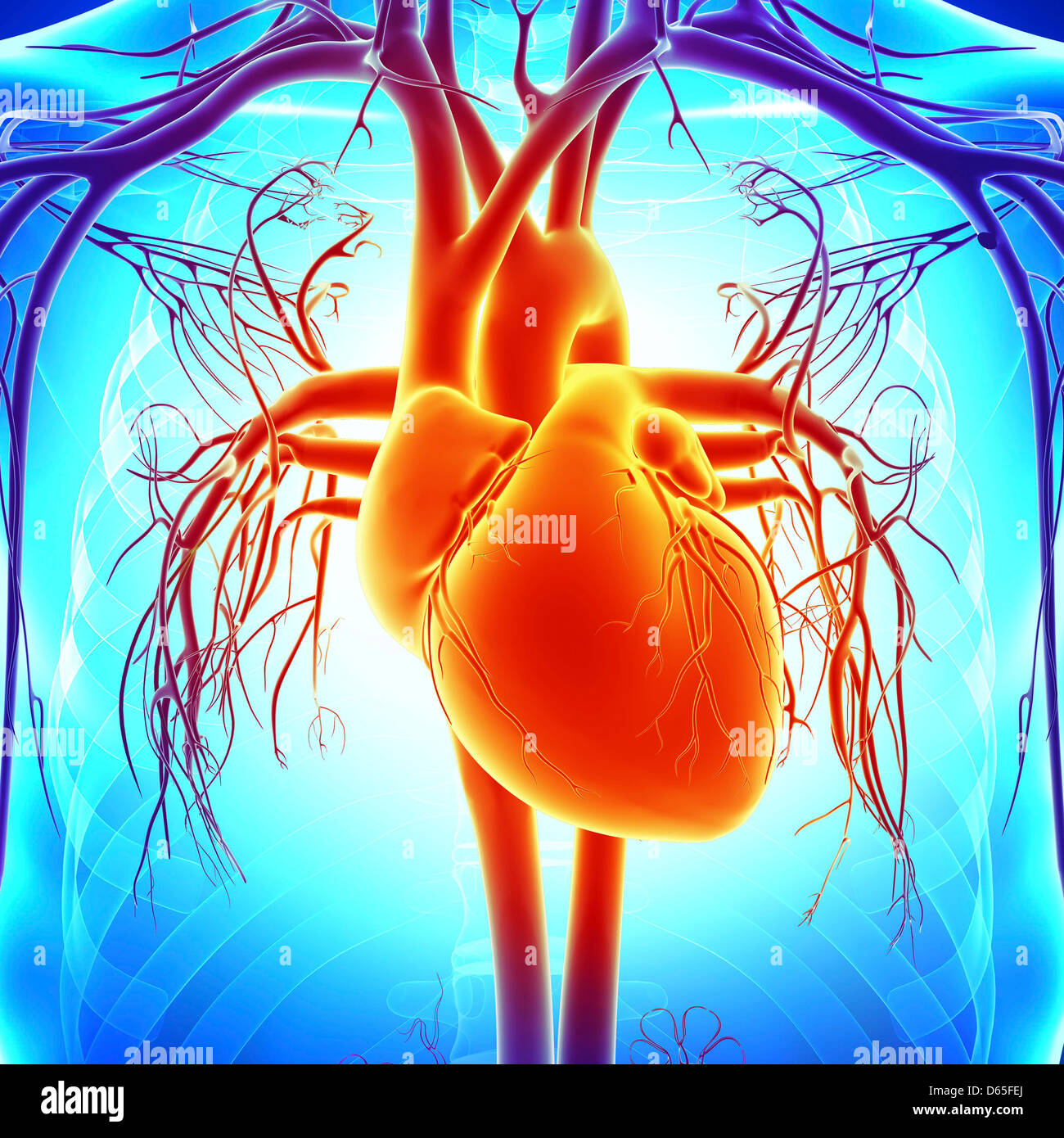 Human heart illustration hi-res stock photography and images - Alamy