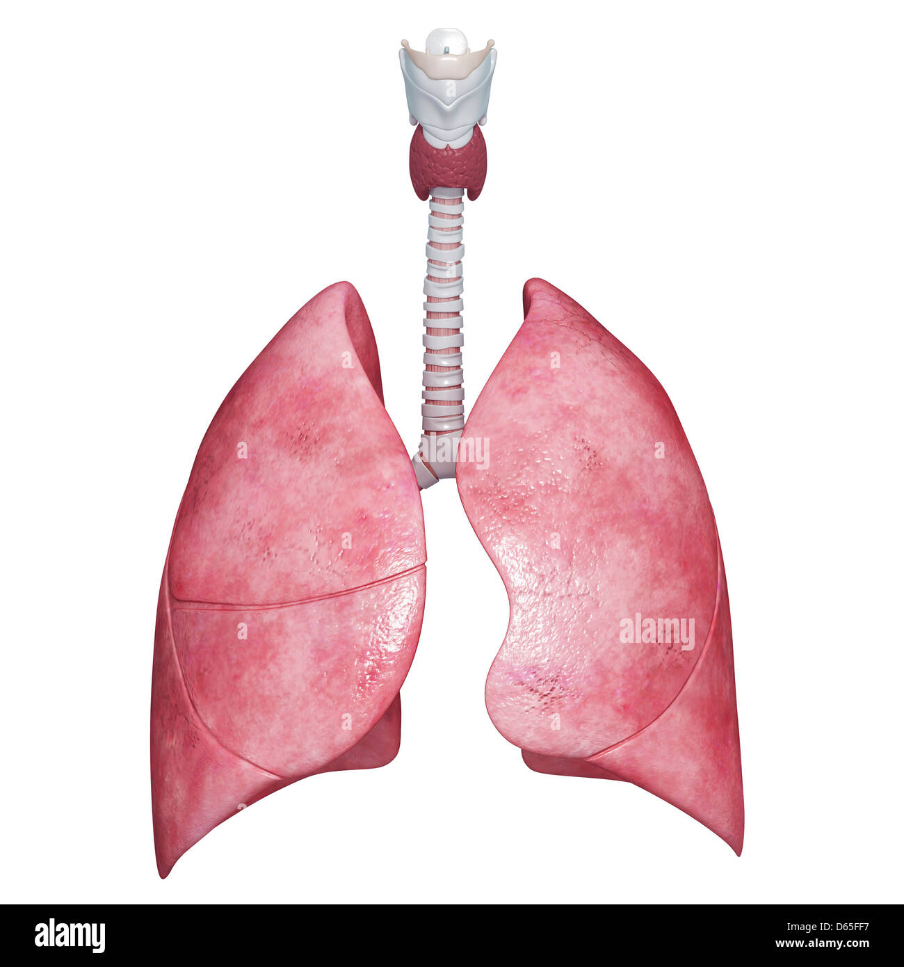Human lungs, artwork Stock Photo - Alamy