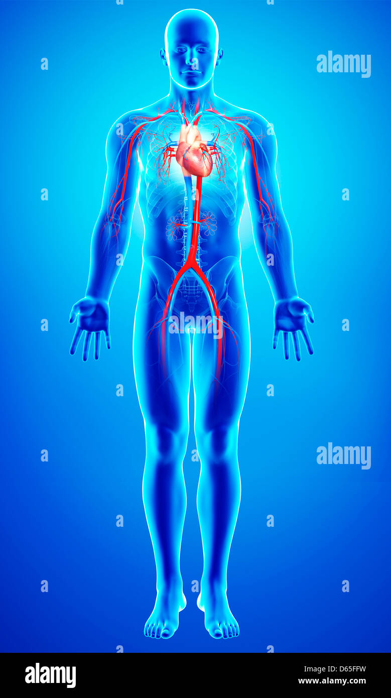 Cardiovascular system, artwork Stock Photo - Alamy