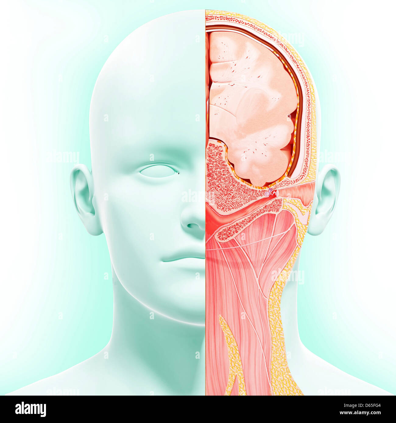 Head anatomy, artwork Stock Photo - Alamy