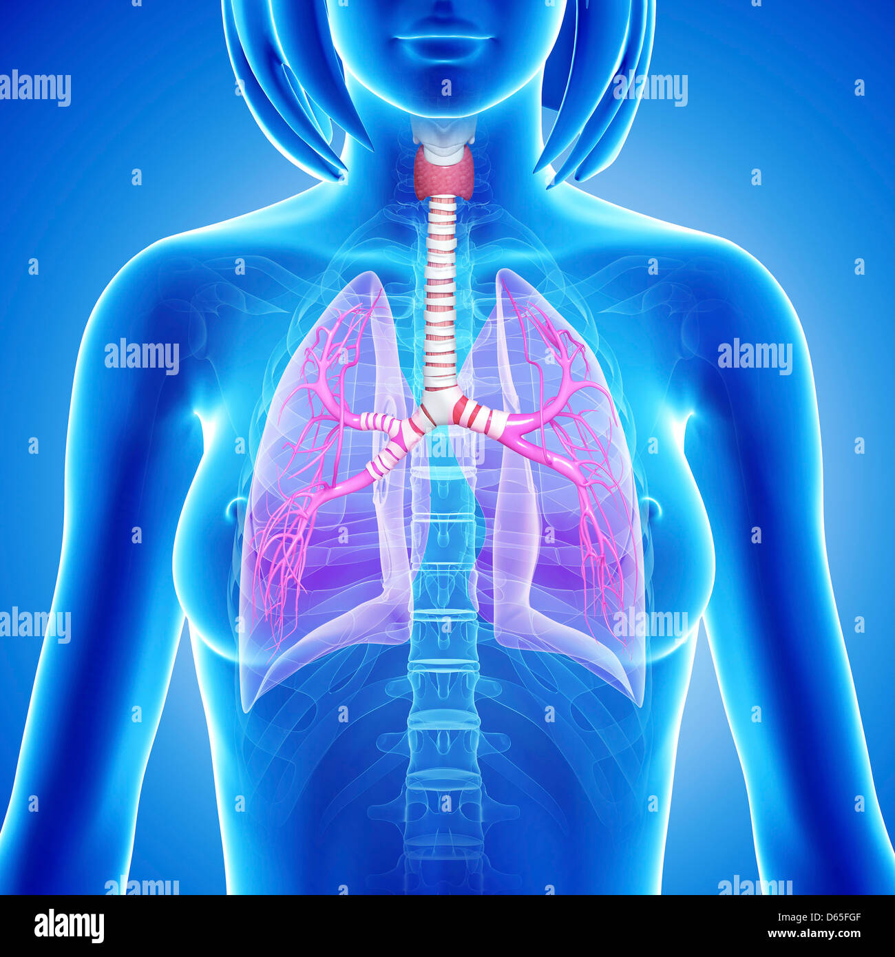 Female lungs, artwork Stock Photo - Alamy