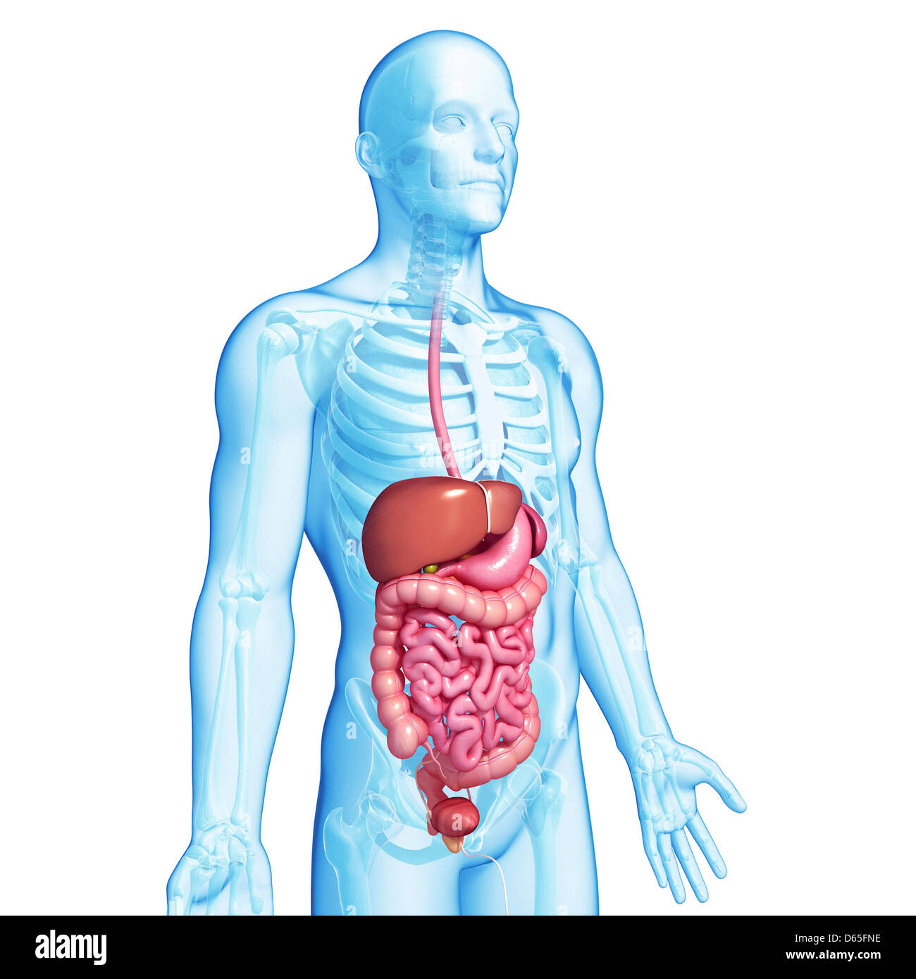 Healthy digestive system, artwork Stock Photo - Alamy