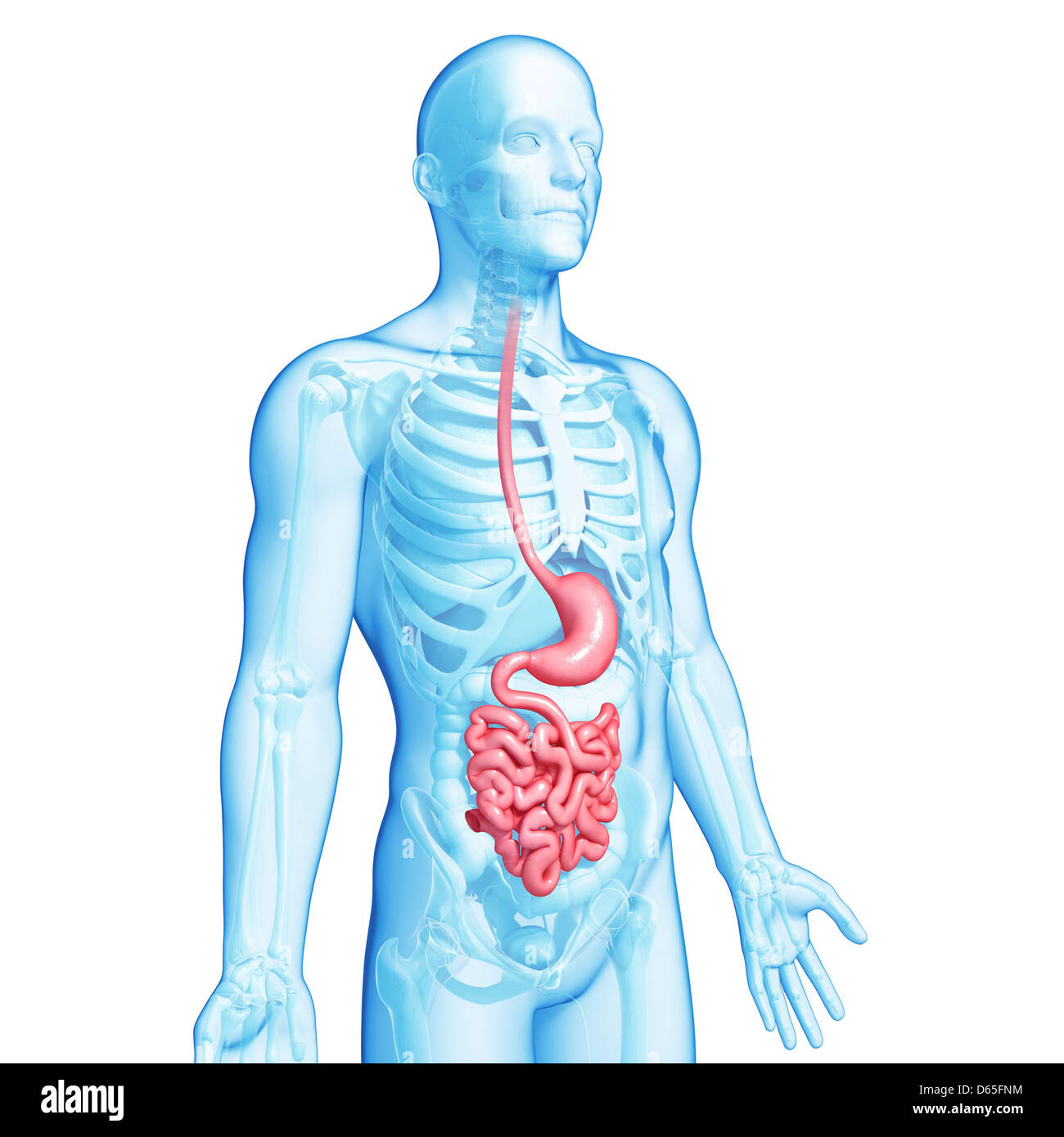 Human digestive digestive tract alimentary hi-res stock photography and ...