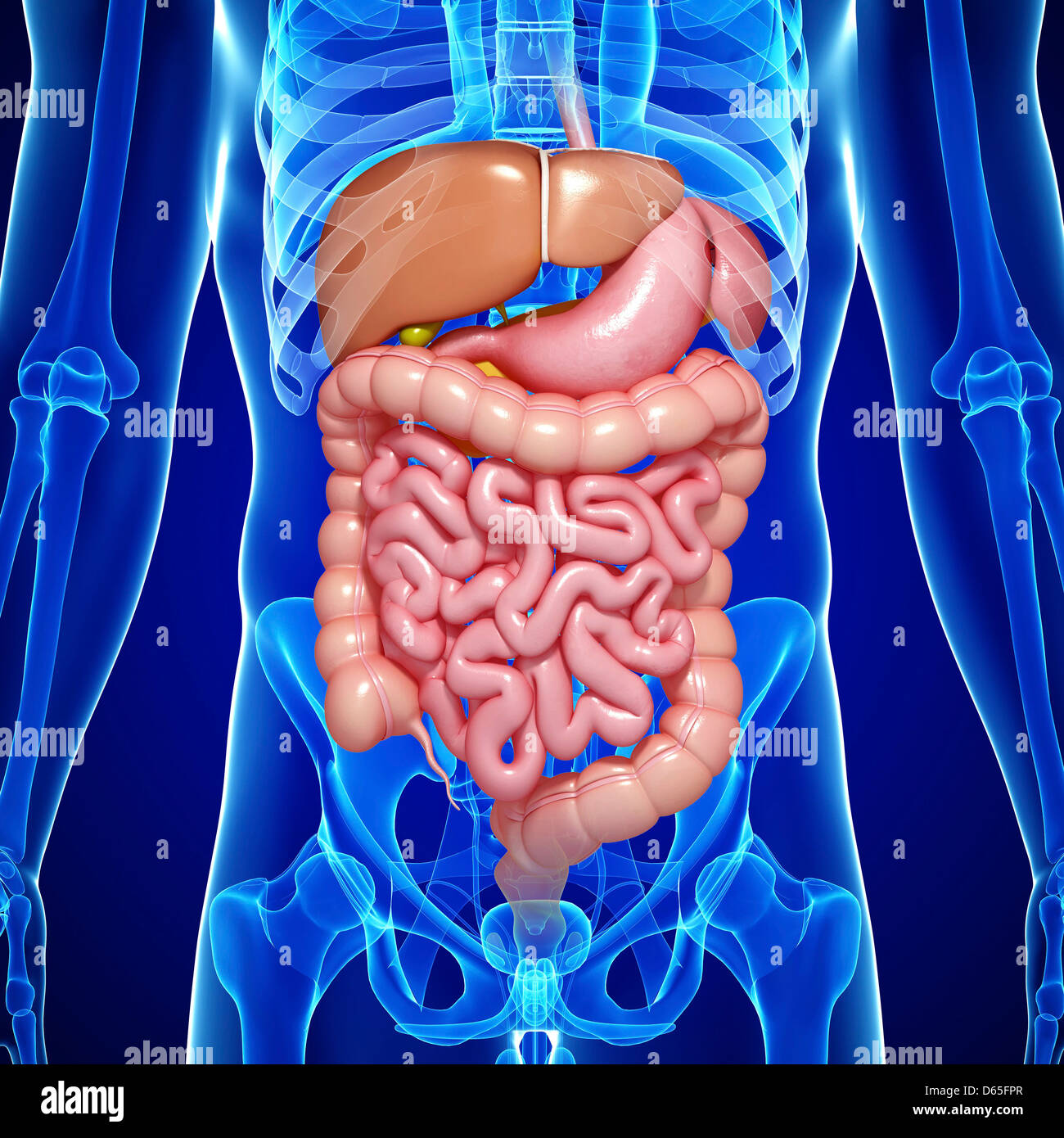 Normal Rectum High Resolution Stock Photography and Images - Alamy