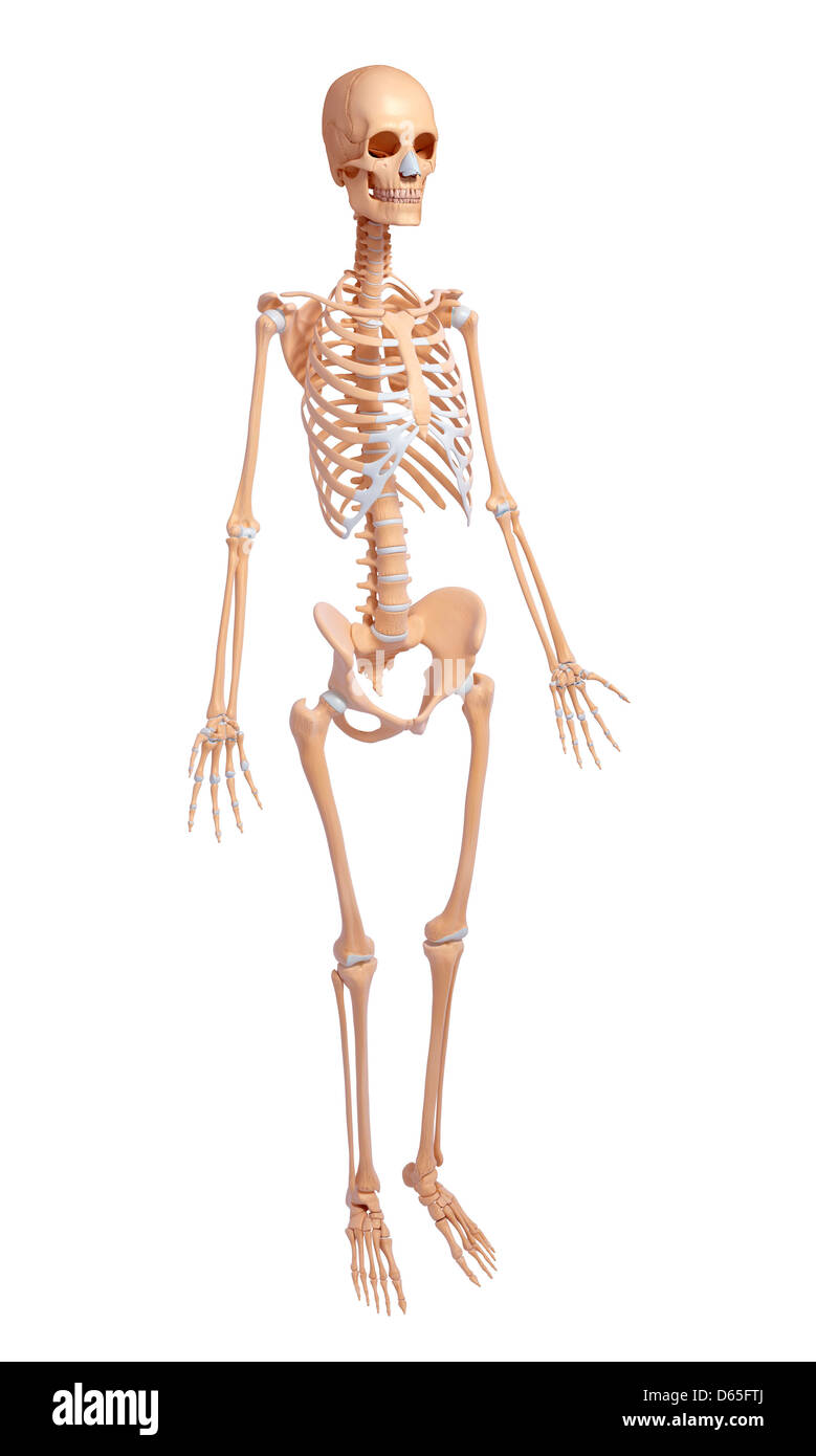 Illustration Human Skeleton High Resolution Stock Photography and ...