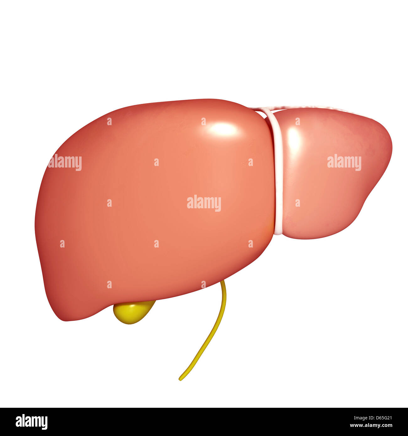Liver and gallbladder hi-res stock photography and images - Alamy