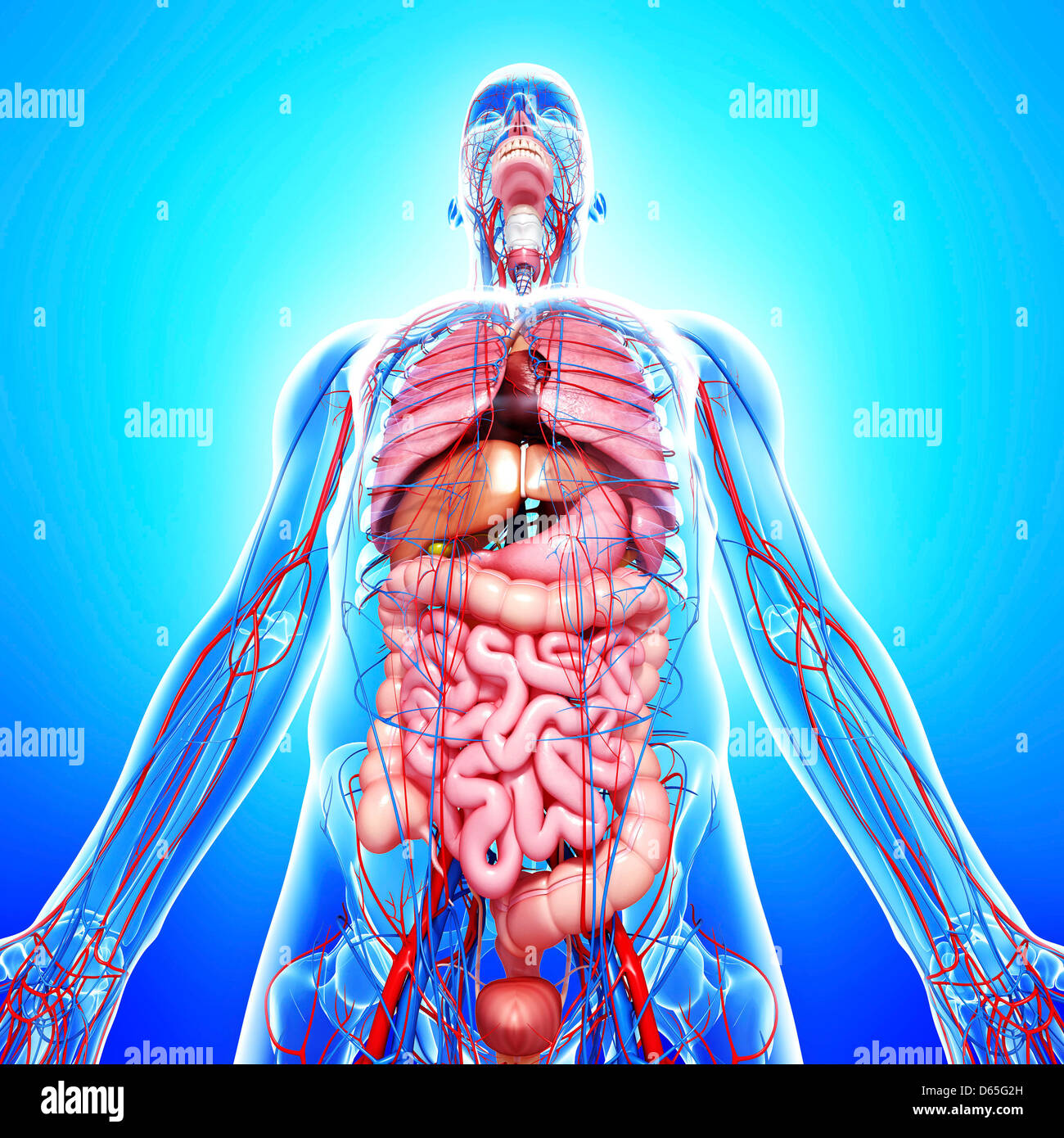 Large intestine ribs hi-res stock photography and images - Alamy